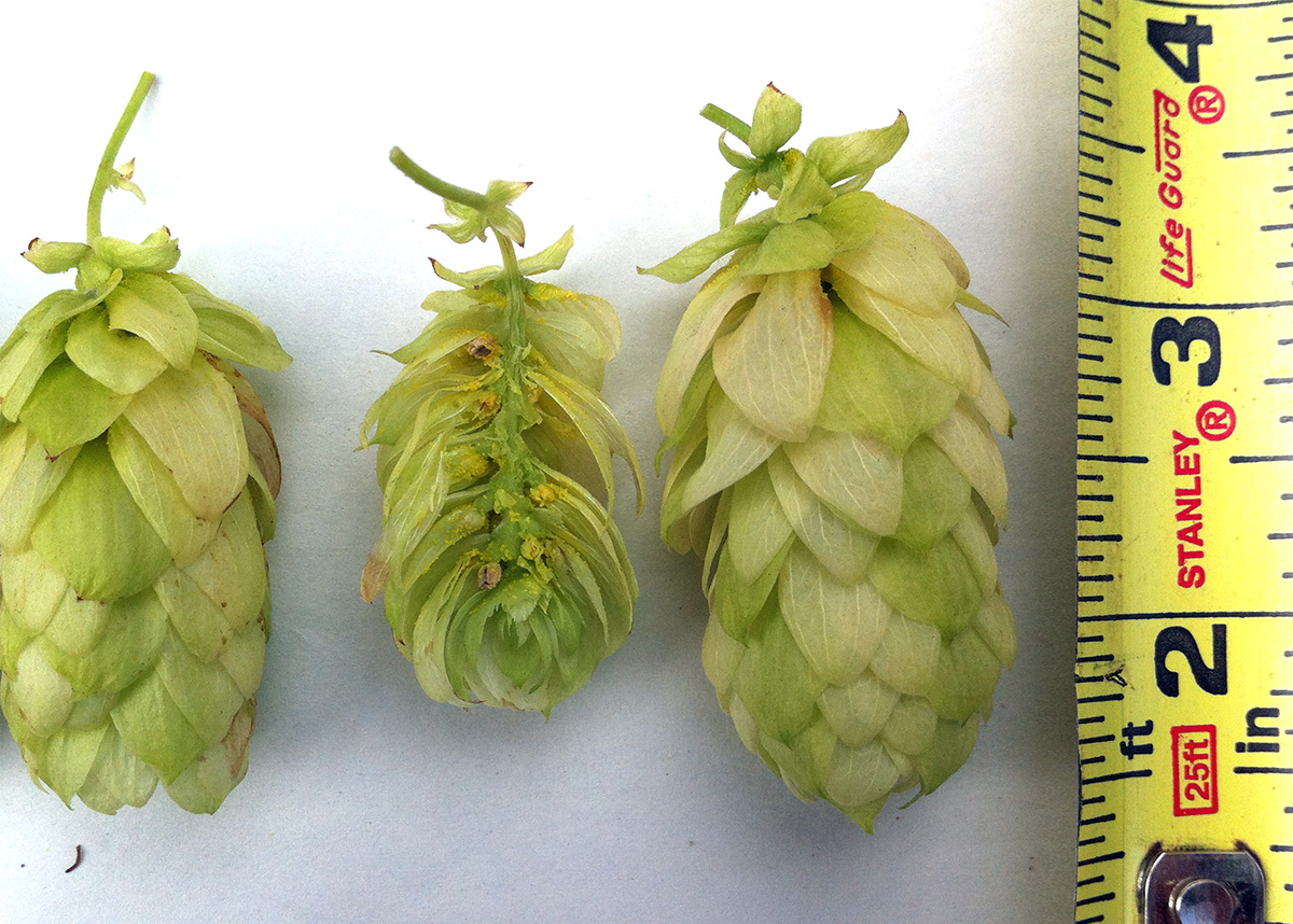 gabriel nagmay (dot com) | Archive » Hop Breeding, 2014 Results