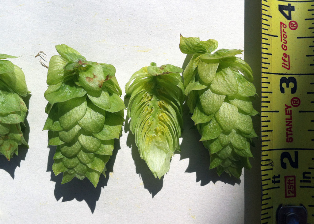 gabriel nagmay (dot com) | Archive » Hop Breeding, 2014 Results