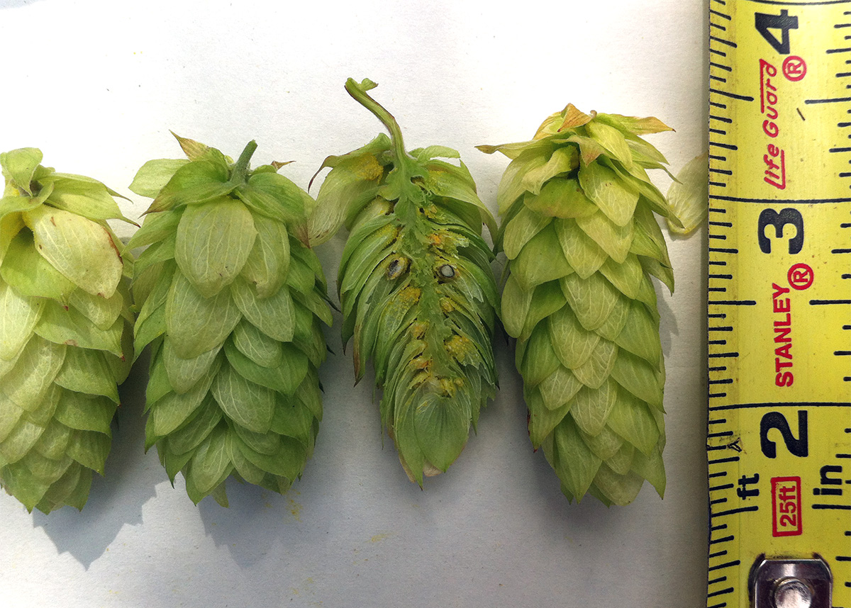 gabriel nagmay (dot com) | Archive » Hop Breeding, 2014 Results